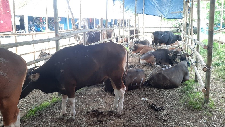 Sebanyak Ekor Hewan Mati Akibat Wabah Pmk