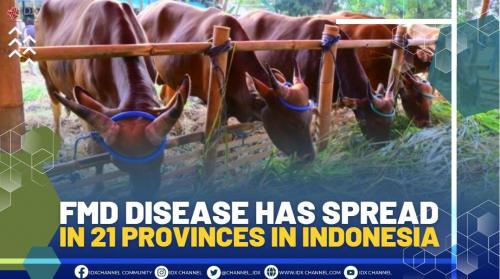 FMD Disease Has Spread In 21 Provinces In Indonesia