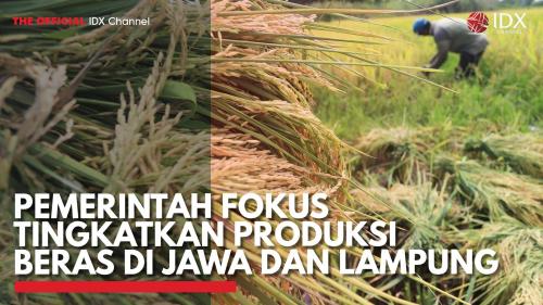 Pemerintah Fokus Tingkatkan Produksi Beras di Jawa dan Lampung Pemerintah Fokus Tingkatkan Produksi Beras di Jawa dan Lampung