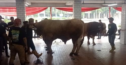 Masjid Istiqlal Lakukan Pemotongan Hewan Kurban Hari Ini, Dimulai dari ... Masjid Istiqlal Lakukan Pemotongan Hewan Kurban Hari Ini, Dimulai dari ...