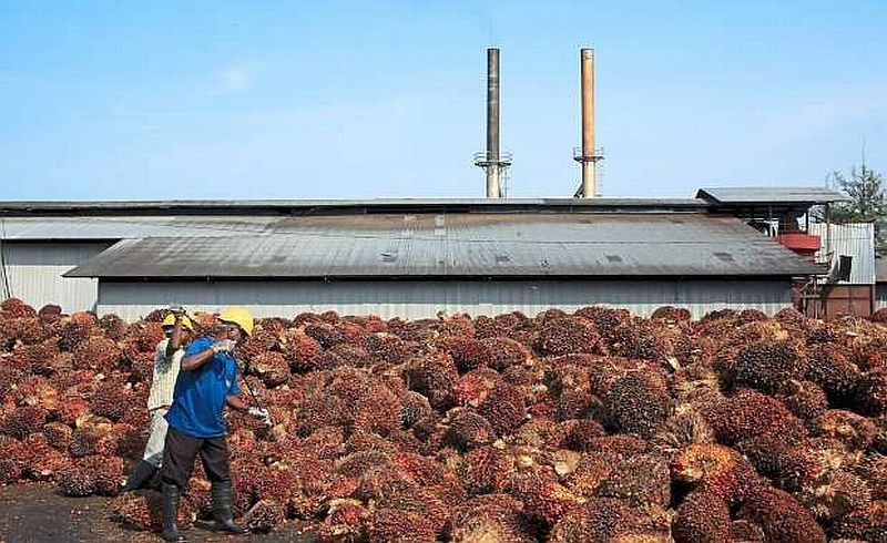Periode Juni 2020, Kemendag Catat Harga Referensi CPO turun dan Biji ...